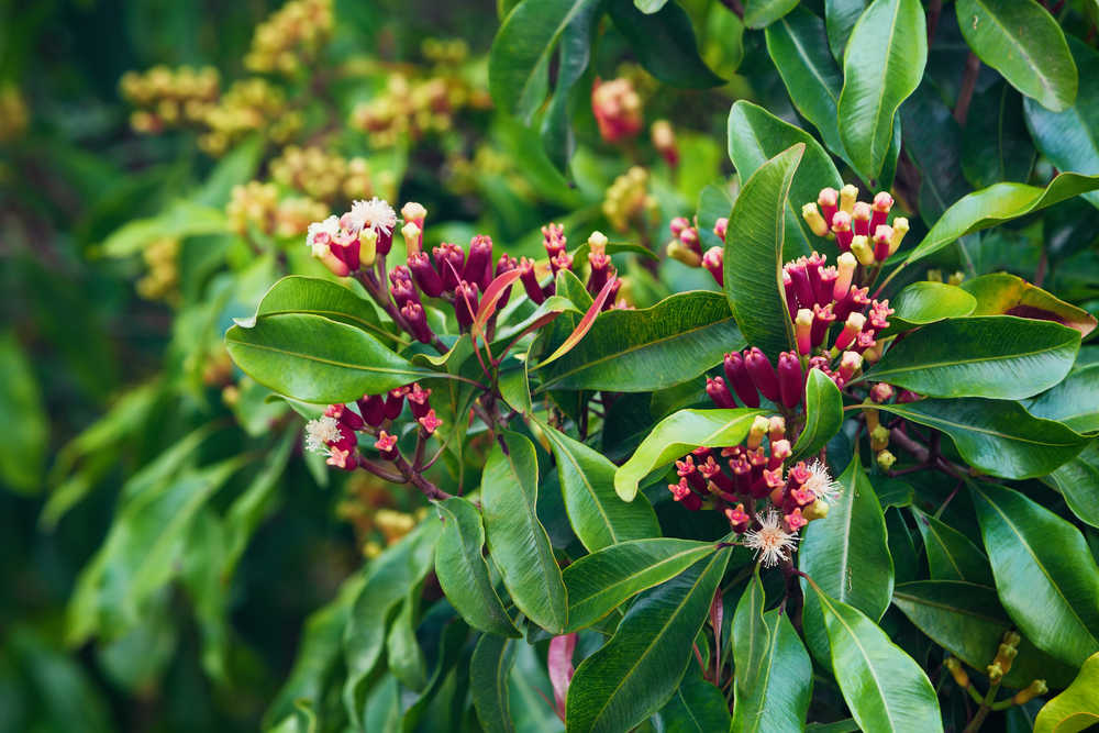Can You Help Lower Your Blood Pressure With These Herbs Healthy can-you-help-lower-your-blood-pressure-with-these-herbs-healthy