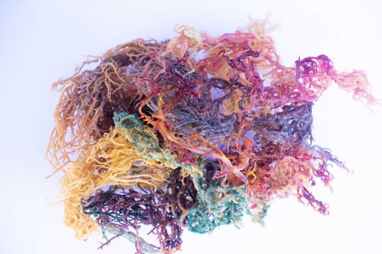 Is Ingesting Sea Moss Healthy For You? | Healthy Wellbeing Is Ingesting Sea Moss Healthy For You? | Healthy Wellbeing